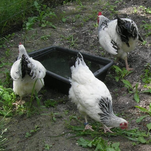 poule sussex herminé – ELEVAGE DE POULES D'ORNEMENT