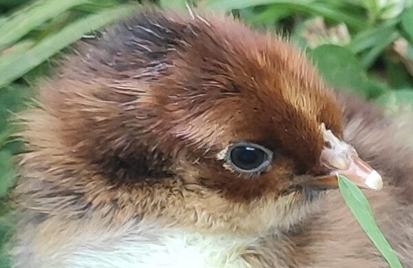 Barnevelder – détail du bec chez les poussins – ELEVAGE DE POULES D ...